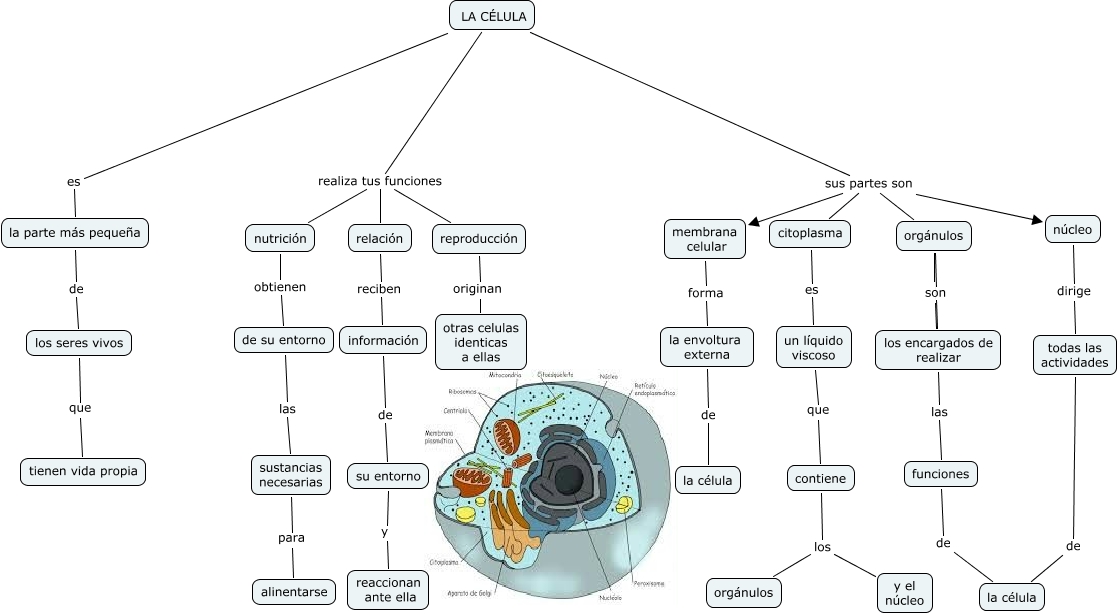 LA CÉLULA (Diego y Hilenia)